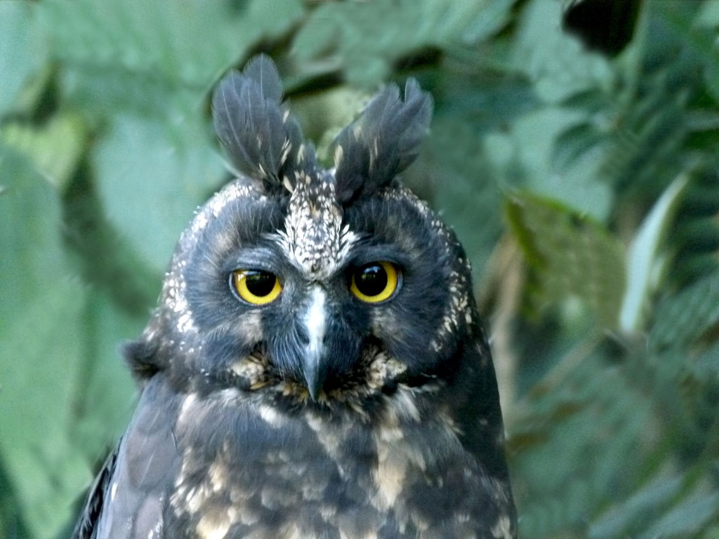 A Maior Coruja do Brasil – Mundo Ecologia