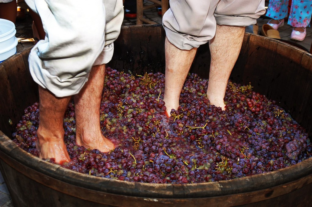 Uva é Fruto ou Pseudofruto? – Mundo Ecologia