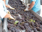 Uva é Fruto ou Pseudofruto? – Mundo Ecologia