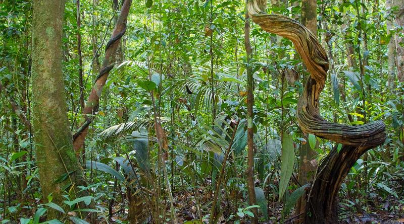 Floresta Amazônica Curiosidades – Mundo Ecologia