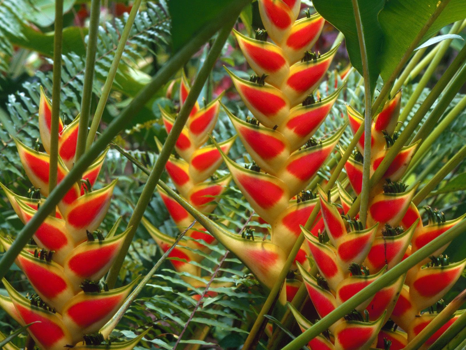 Como Cultivar Helicônias em Vasos | Mundo Ecologia