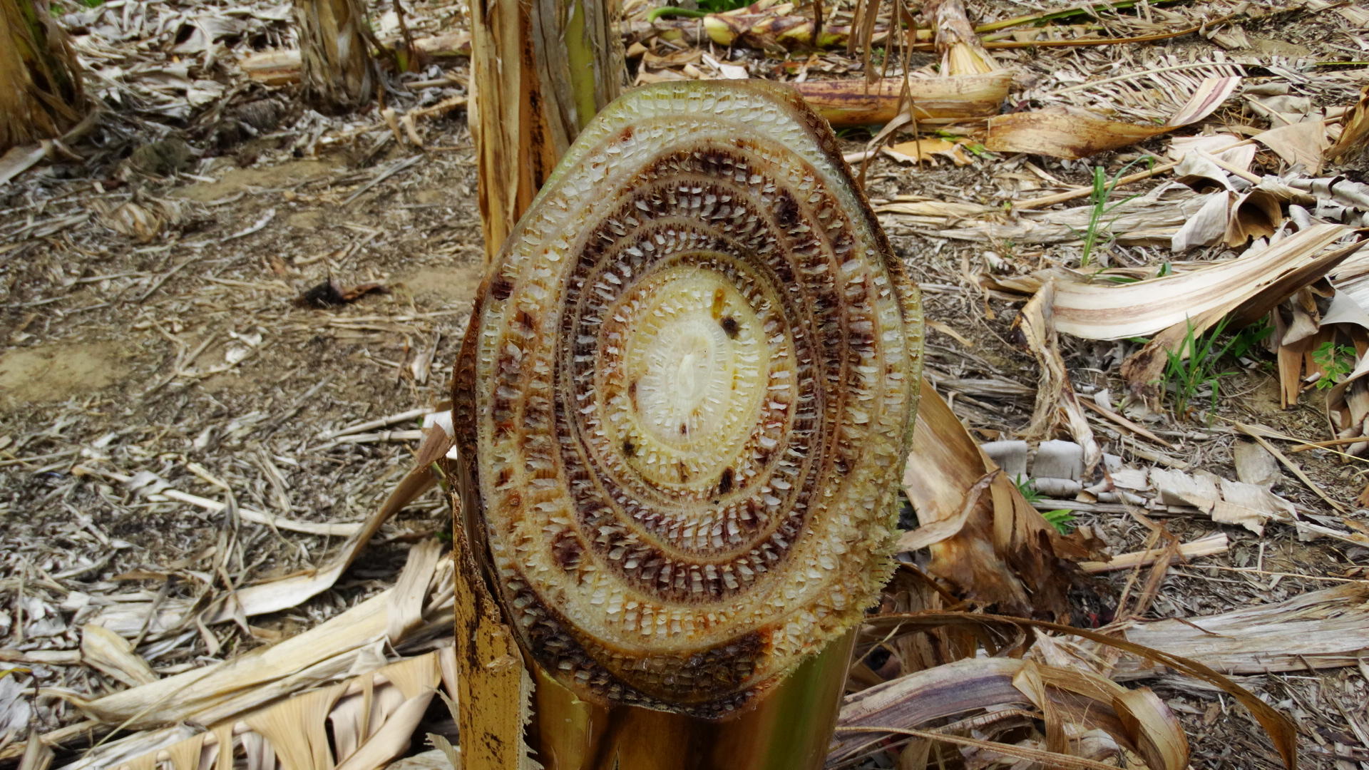 Banana Prata Catarina | Mundo Ecologia