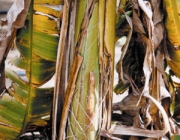 Banana Prata Catarina | Mundo Ecologia