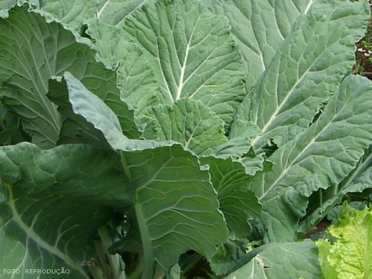 Como Plantar Couve Tronchuda | Mundo Ecologia