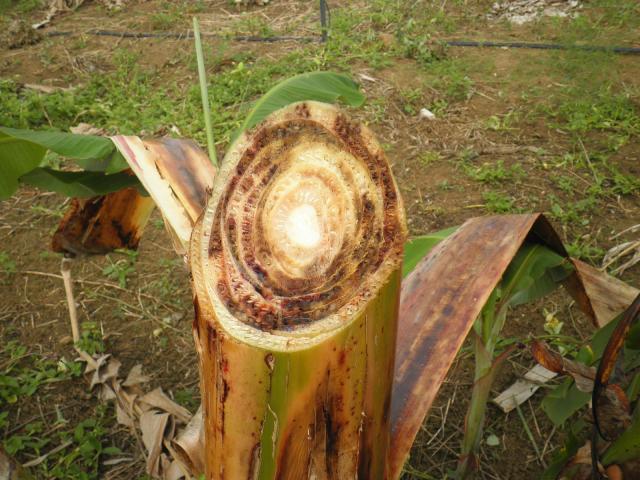 Plantio de Banana Prata Anã – Mundo Ecologia