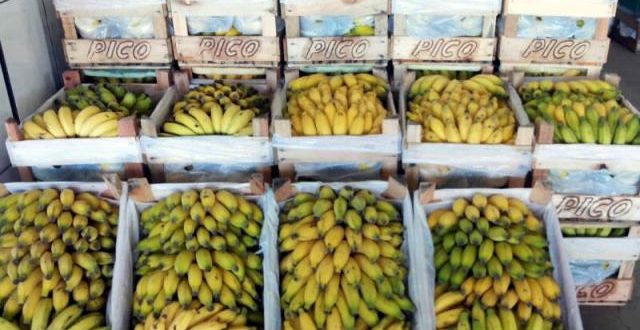 Banana Pacovan Benefícios | Mundo Ecologia
