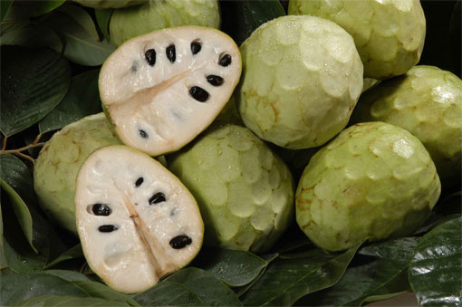 Frutos Múltiplos – Mundo Ecologia