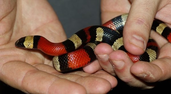 Cobra Alaranjada Nome | Mundo Ecologia