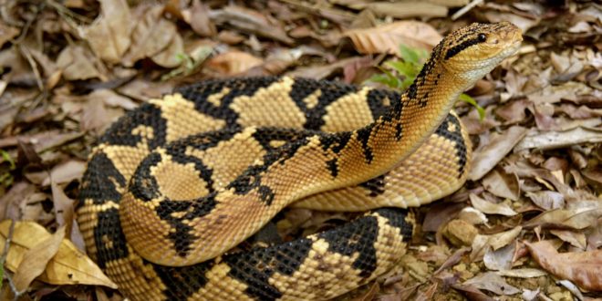 Cobra Surucucu Preta | Mundo Ecologia