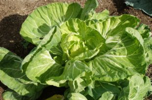 Como Plantar Couve Tronchuda | Mundo Ecologia