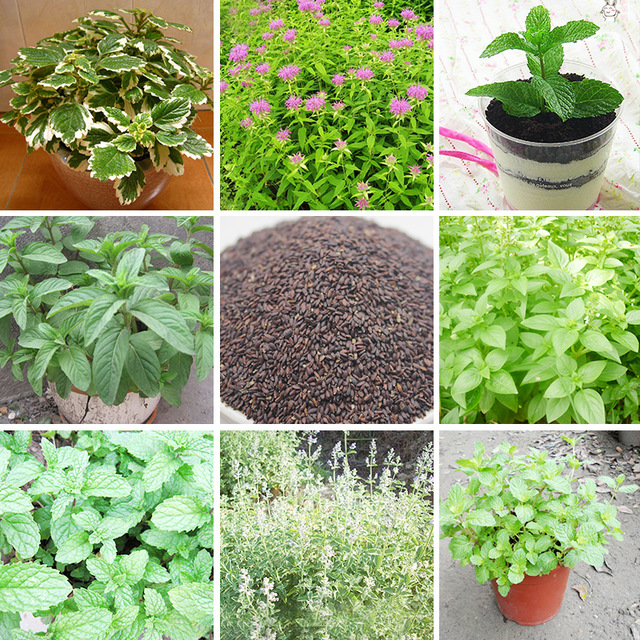 Hortaliças Perenes | Mundo Ecologia