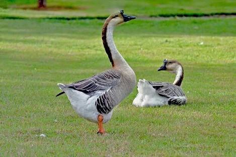 Tipos de Gansos | Mundo Ecologia