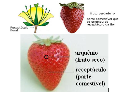 Morango é Fruta? É Hortaliça? É Pseudofruto? – Mundo Ecologia