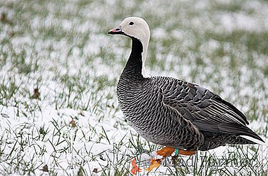 Tipos de Gansos | Mundo Ecologia