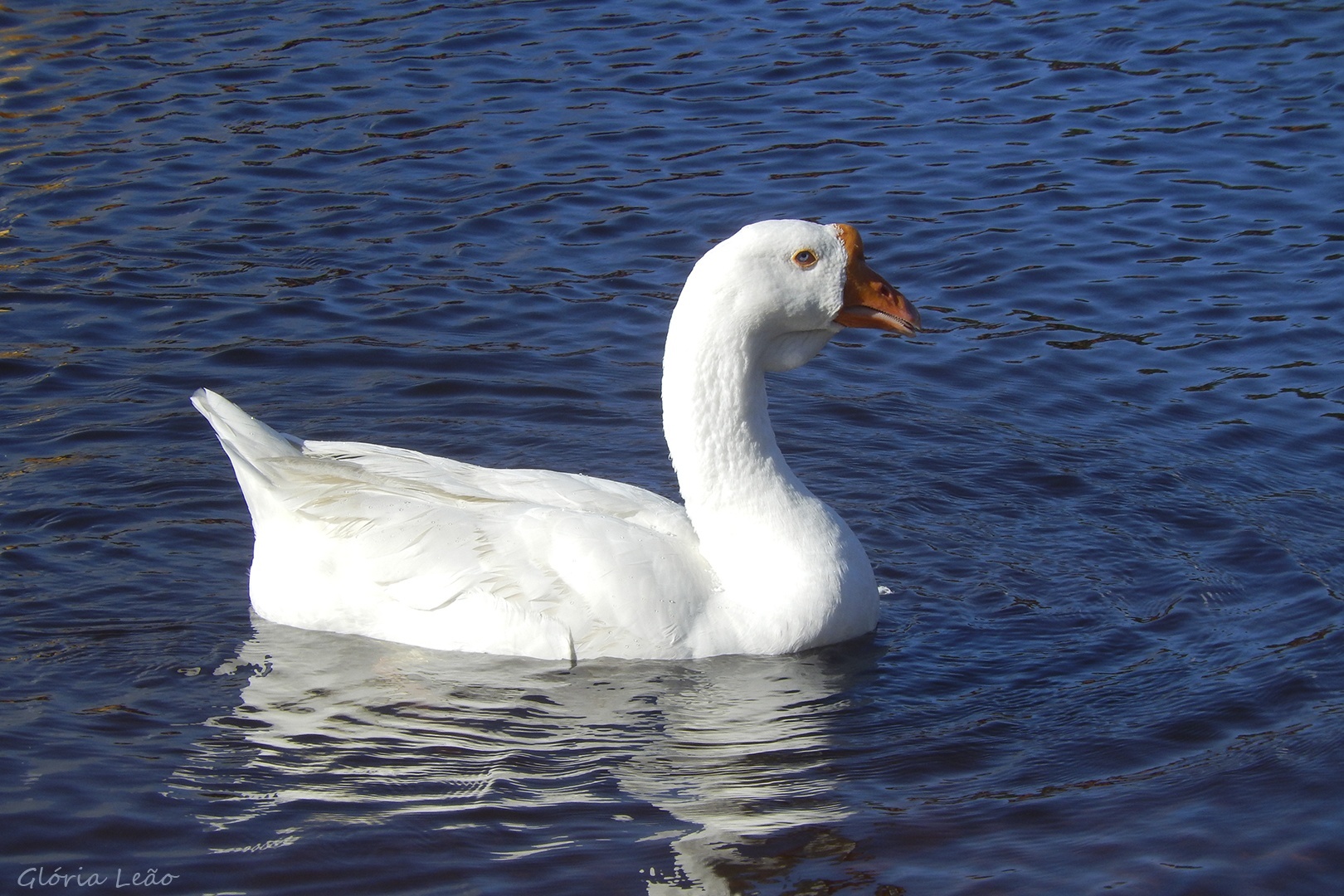 Tipos de Gansos | Mundo Ecologia