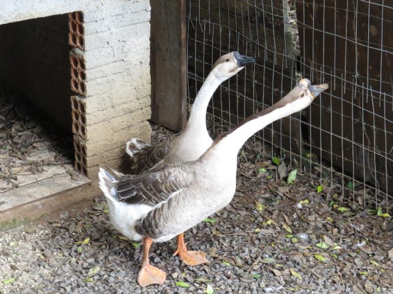 Tipos de Gansos | Mundo Ecologia