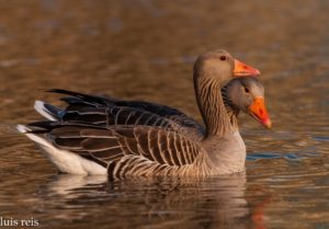 Tipos de Gansos | Mundo Ecologia