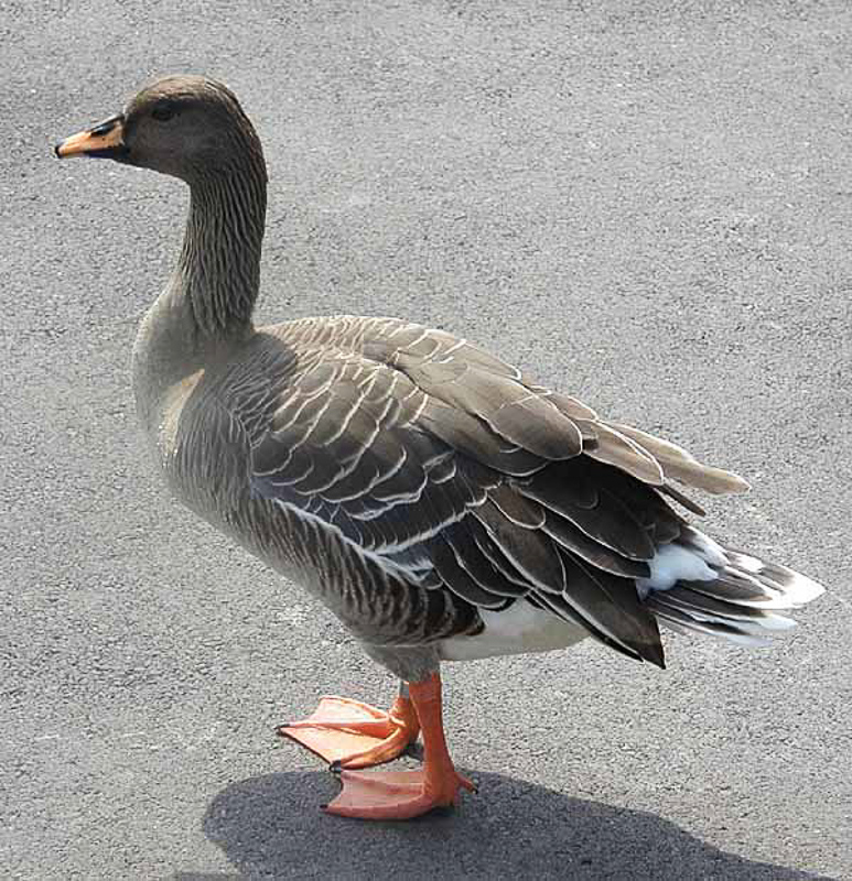 Tipos de Gansos | Mundo Ecologia