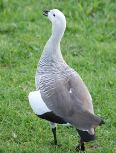 Tipos de Gansos | Mundo Ecologia