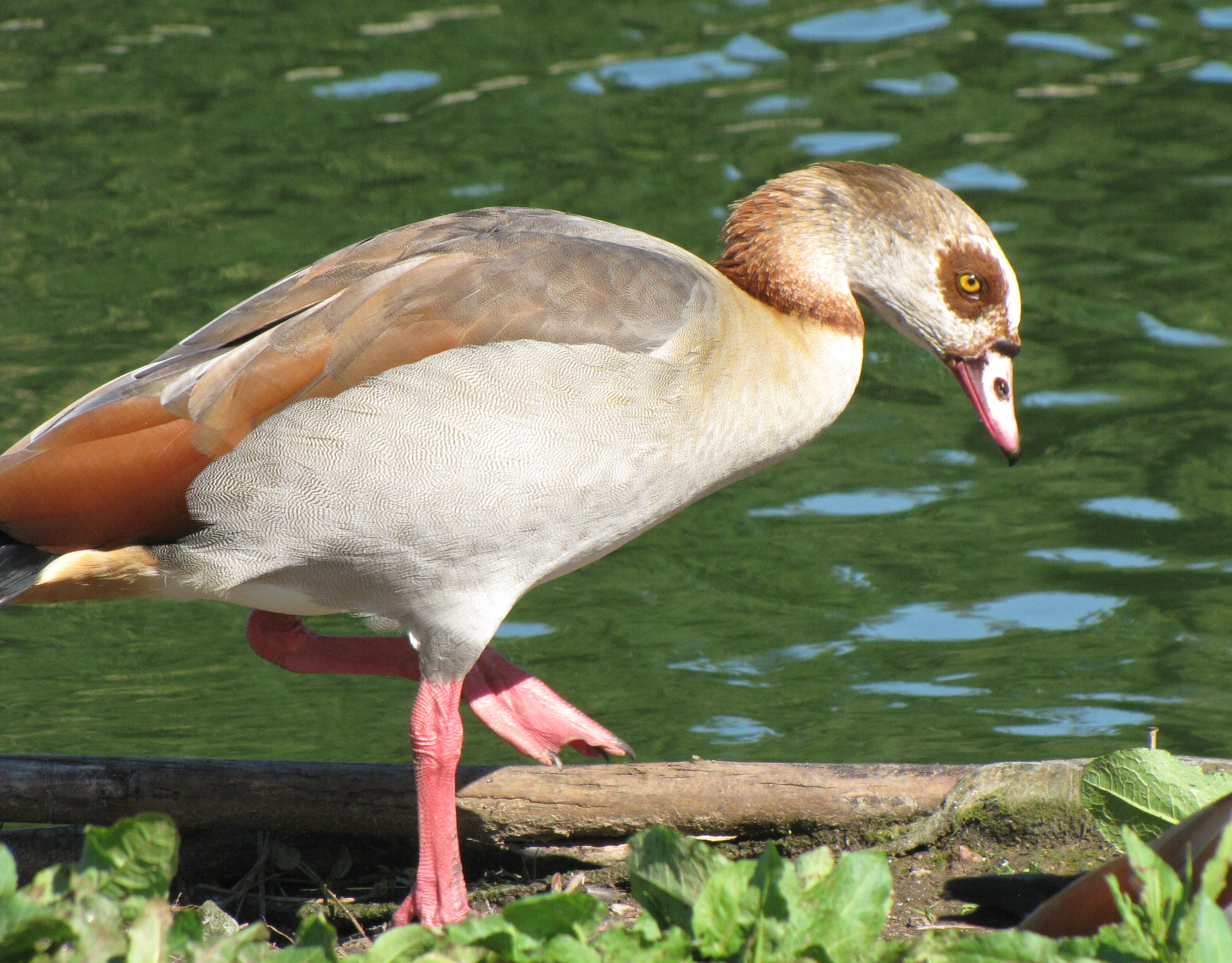 Tipos de Gansos | Mundo Ecologia