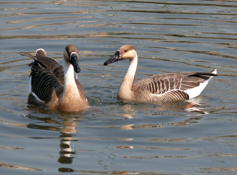 Tipos de Gansos | Mundo Ecologia