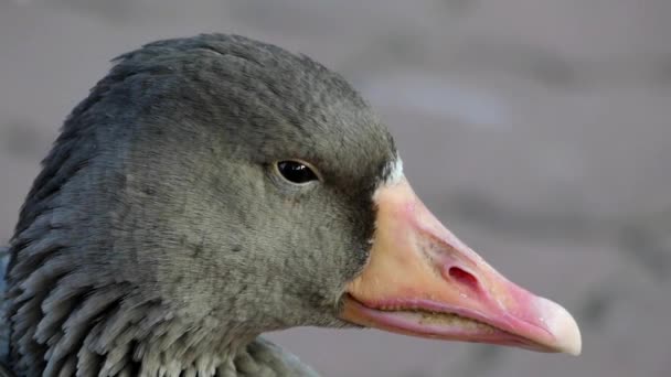 Tipos de Gansos | Mundo Ecologia