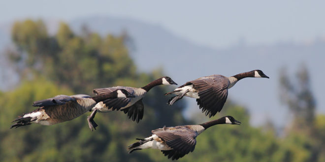 Tipos de Gansos | Mundo Ecologia