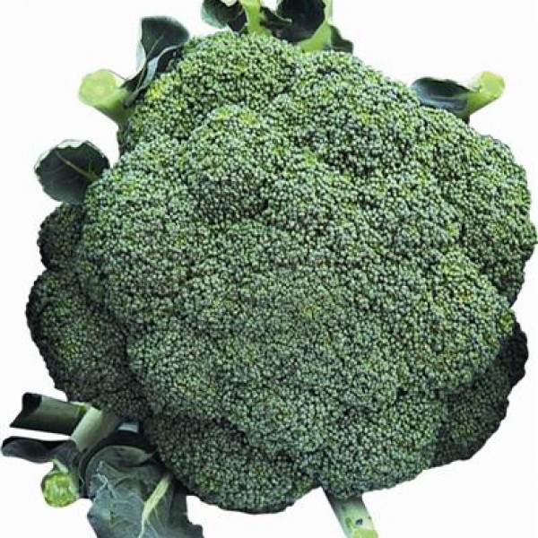 Tipos de Brócolis Americano | Mundo Ecologia