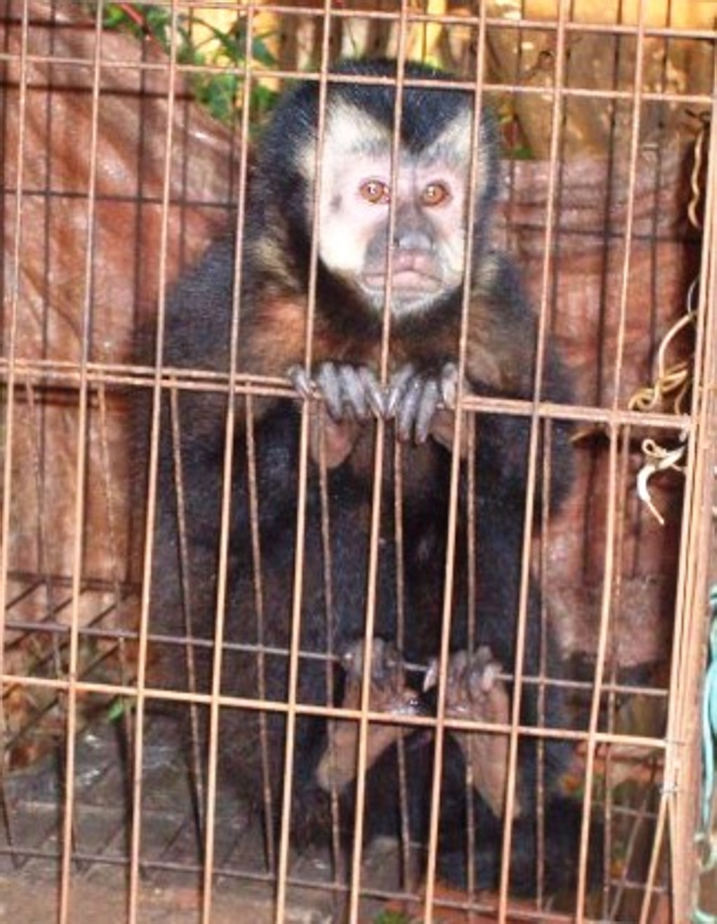 Macaco-Prego de Estimação – Mundo Ecologia