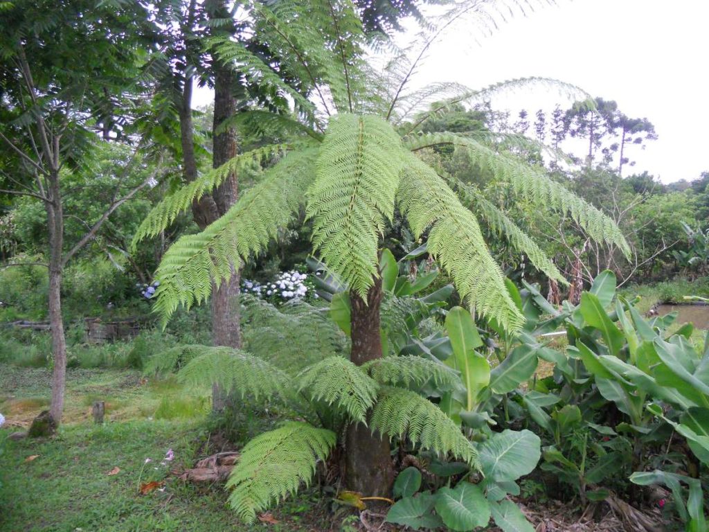 Planta Xaxim Como Cuidar – Mundo Ecologia