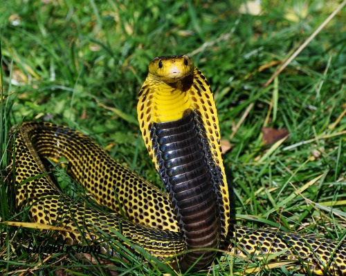 Tudo Sobre Cobras Amarelas | Mundo Ecologia