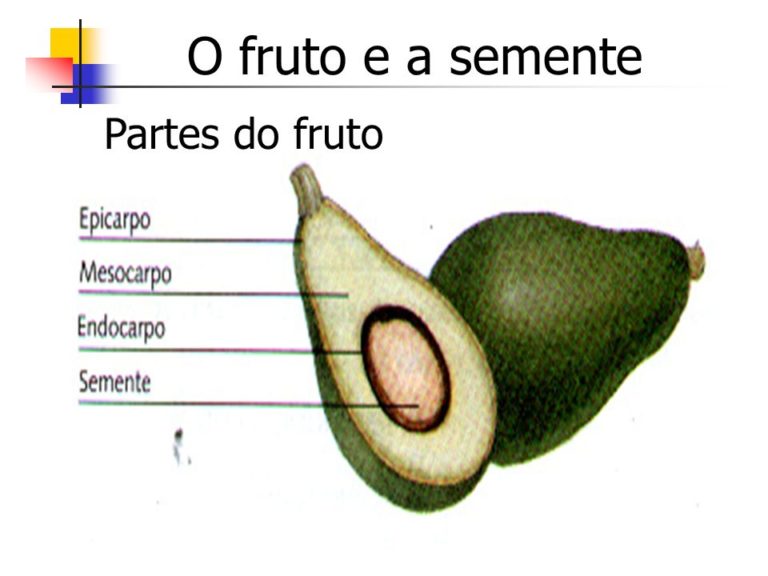 Tipos de Frutos Biologia | Mundo Ecologia