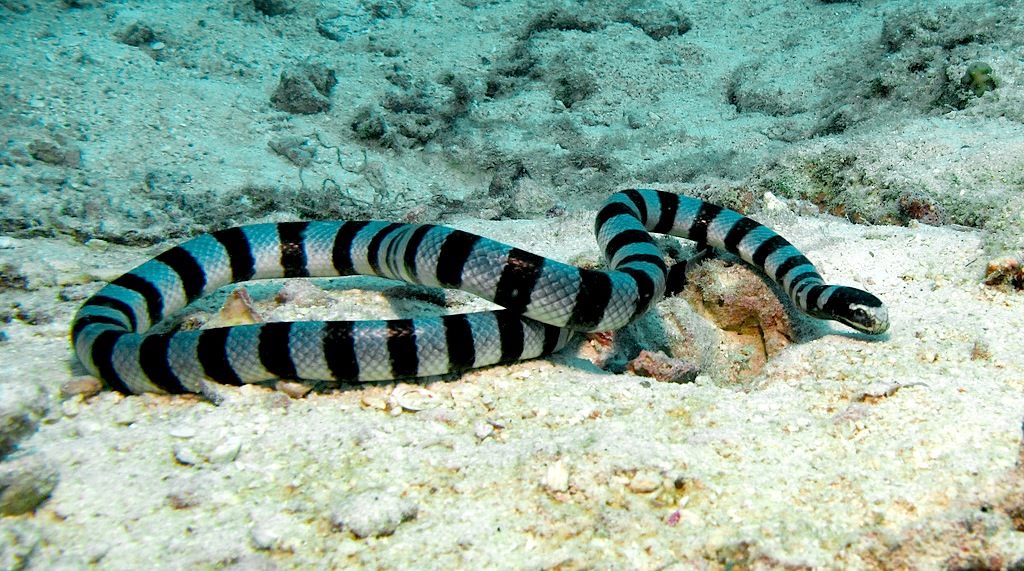 Serpentes Marinhas Gigantes – Mundo Ecologia