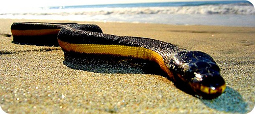 Cobra Marinha De Barriga Amarela