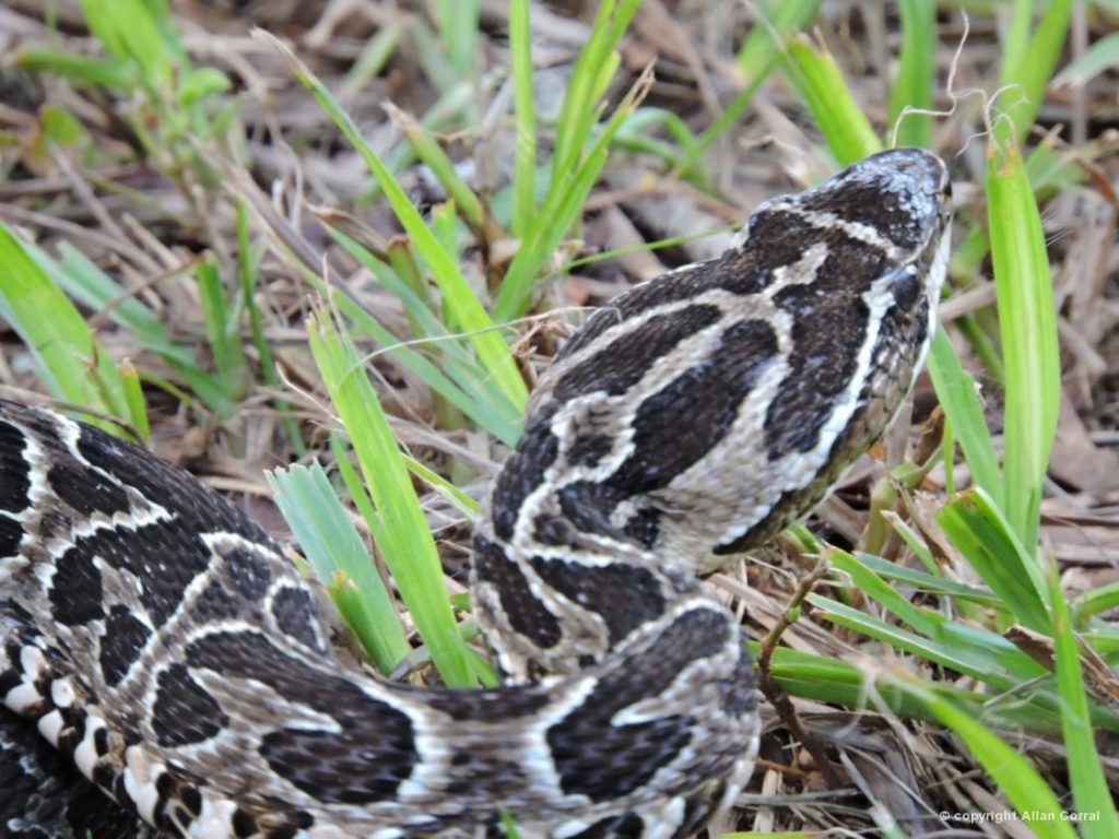 Urutu Cruzeiro é Venenosa? | Mundo Ecologia