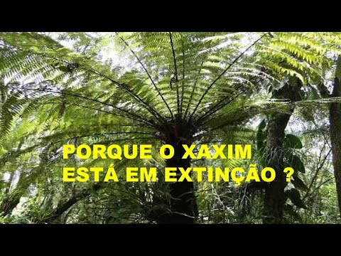Por que o Xaxim não é Comercializado? | Mundo Ecologia