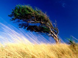 Classificação dos Ventos | Mundo Ecologia