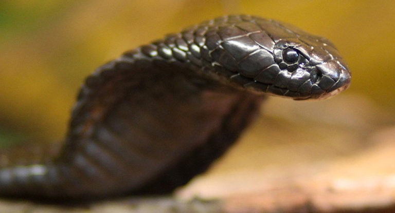 Peso da Cobra Naja-Indiana | Mundo Ecologia