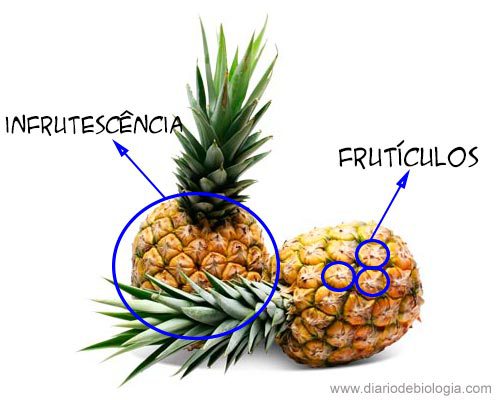 Frutos Partenocárpicos – Abacaxi – Mundo Ecologia
