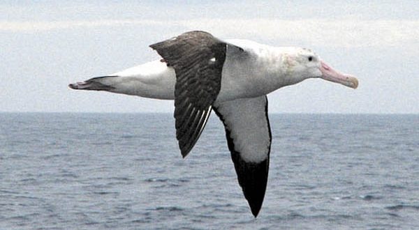 O Que É Albatroz? | Mundo Ecologia