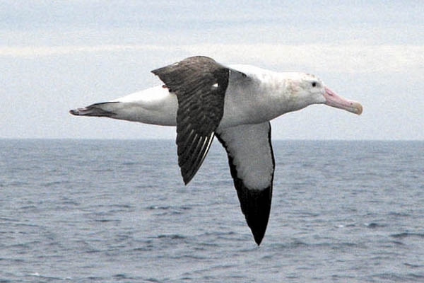 O Que É Albatroz? – Mundo Ecologia