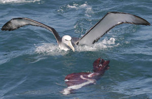 O Que É Albatroz? | Mundo Ecologia