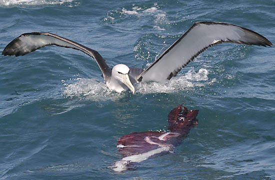 O Que É Albatroz? – Mundo Ecologia