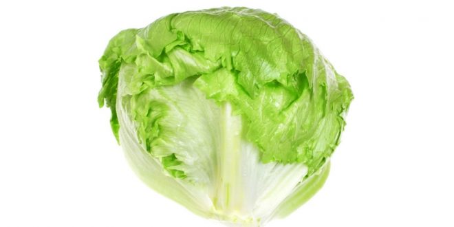 Alface Americana | Mundo Ecologia