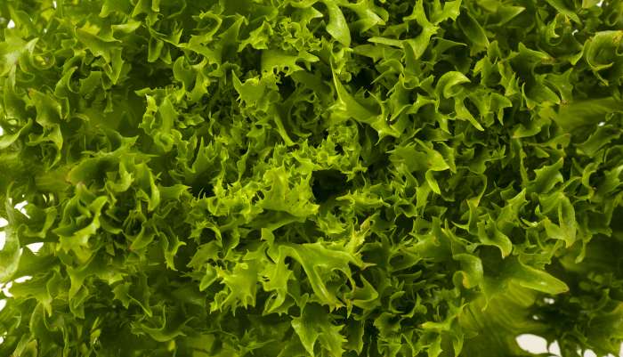 Benefícios da Alface Frisée | Mundo Ecologia