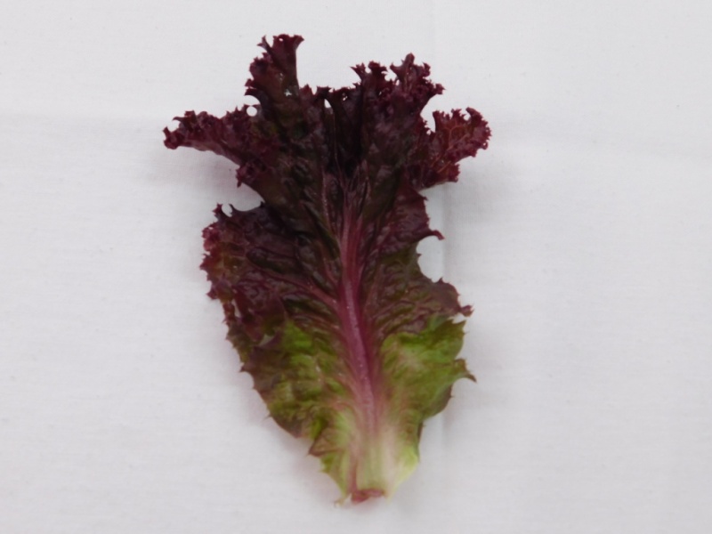 Origem Do Alface | Mundo Ecologia