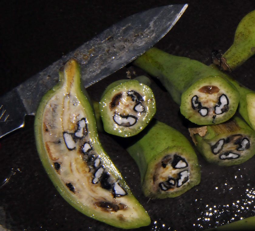 Banana é Originária De Que País? | Mundo Ecologia