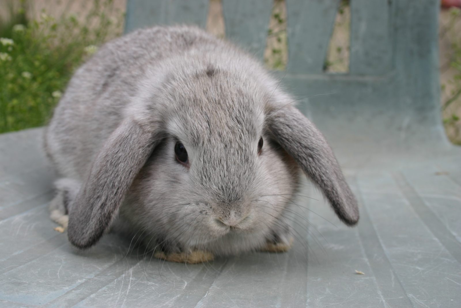 Qual Raça de Mini Coelhos é Mais Dócil? | Mundo Ecologia