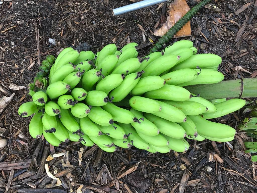 Banana Mysore | Mundo Ecologia