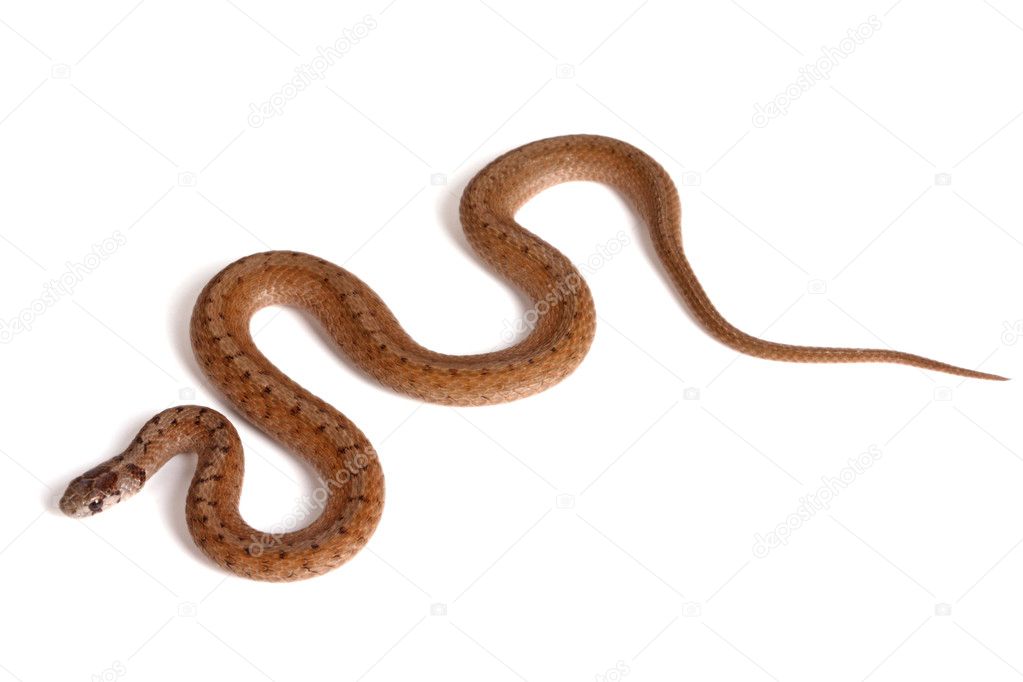 Filhote de Cobra Marrom – Mundo Ecologia